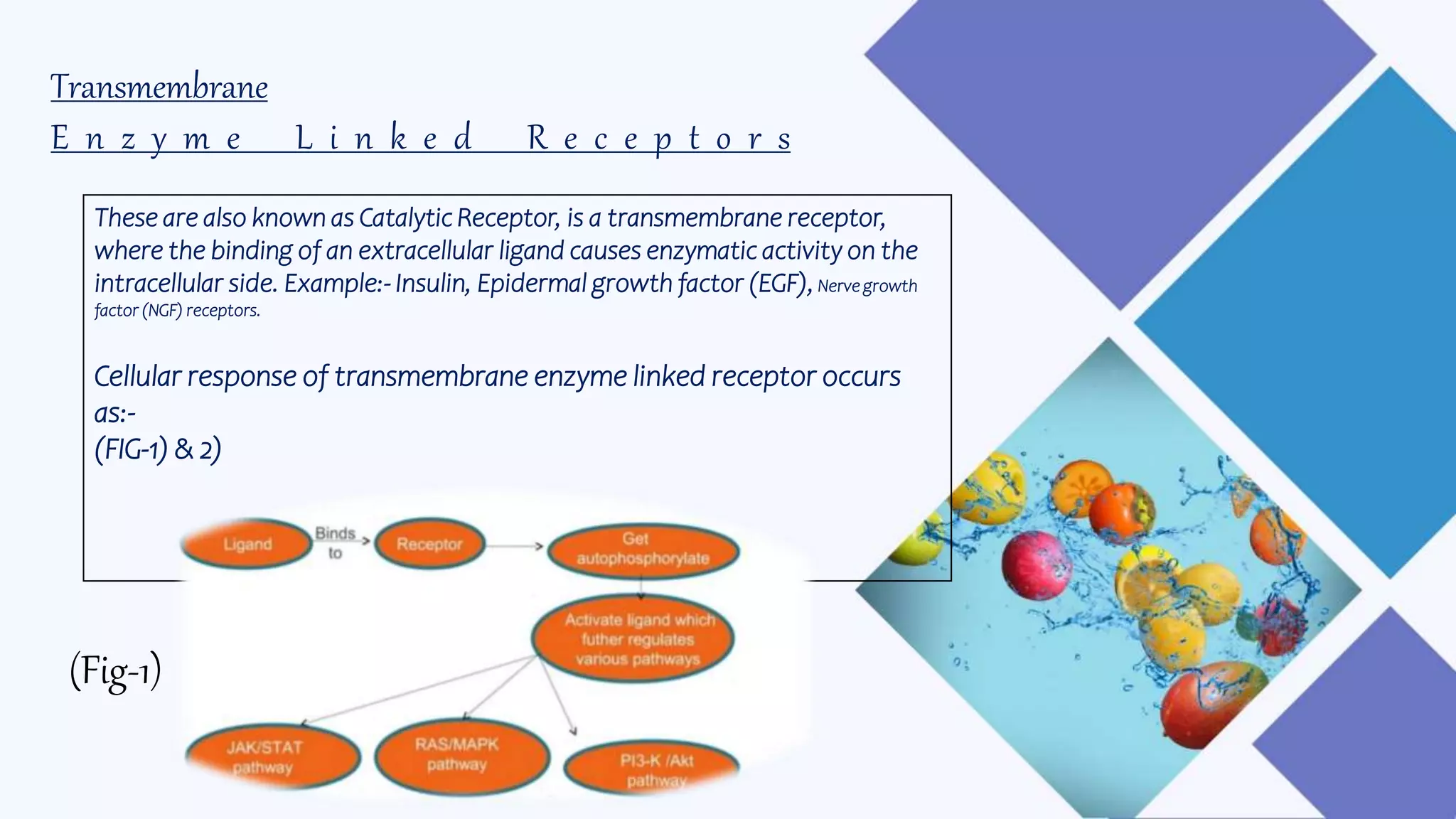 Transmembrane Enzyme Linked receptors Transmembrane JAK-STAT binding ...