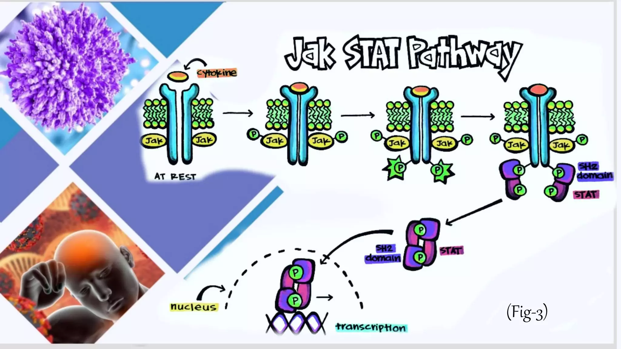 Transmembrane Enzyme Linked receptors Transmembrane JAK-STAT binding ...