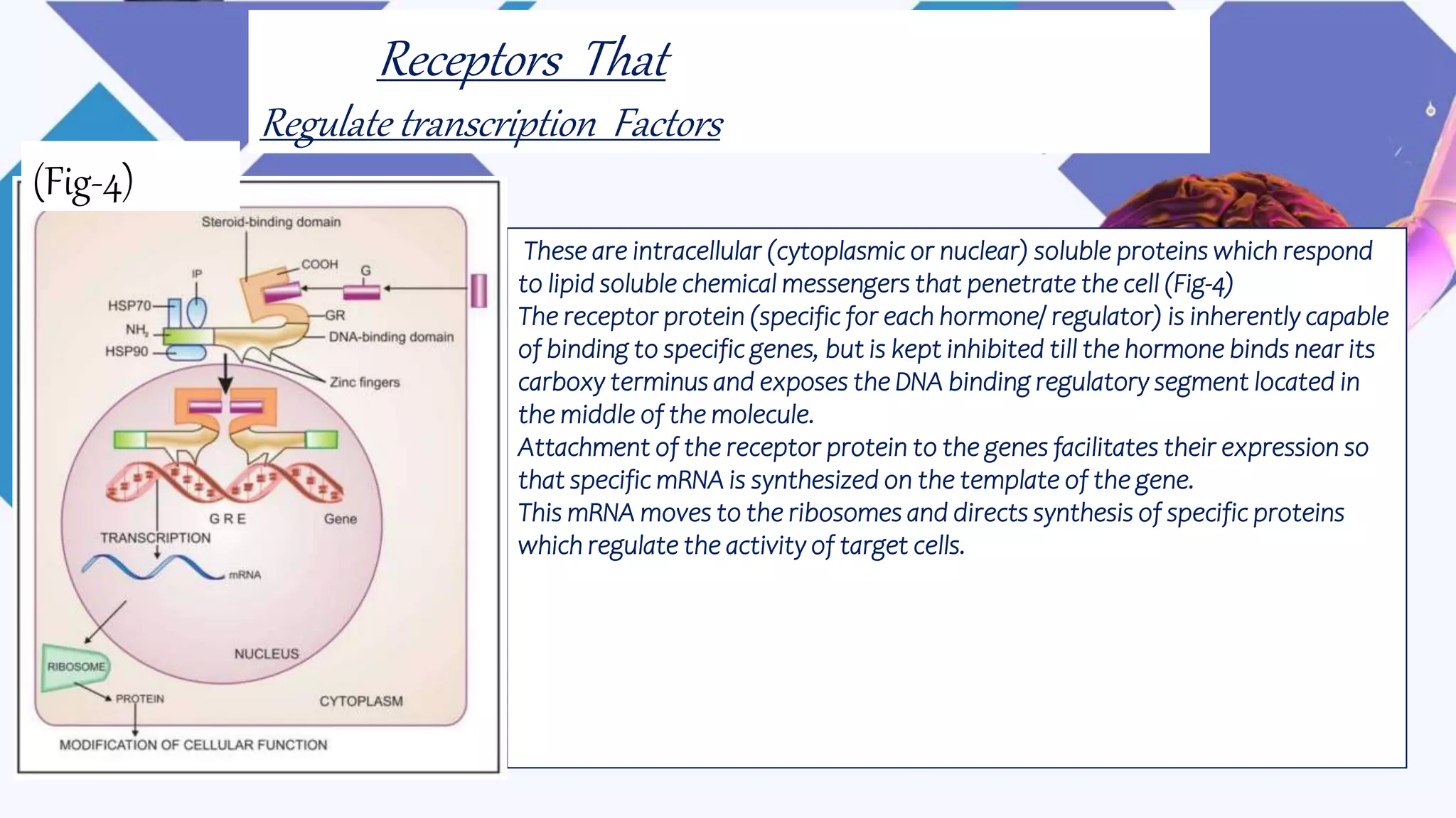Transmembrane Enzyme Linked receptors Transmembrane JAK-STAT binding ...