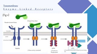 Transmembrane Enzyme Linked receptors Transmembrane JAK-STAT binding ...