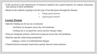 Transmembrane transport of ions and small molecules by Kainat Ramzan | PPT