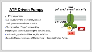 Transmembrane transport of ions and small molecules by Kainat Ramzan | PPT