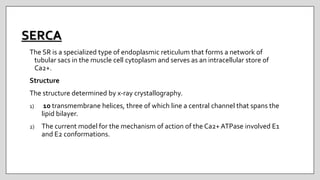 Transmembrane transport of ions and small molecules by Kainat Ramzan | PPT