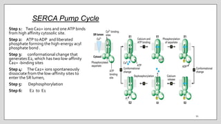 Transmembrane transport of ions and small molecules by Kainat Ramzan | PPT