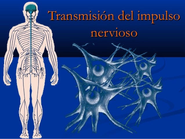 Transmisión del impulso nervioso
