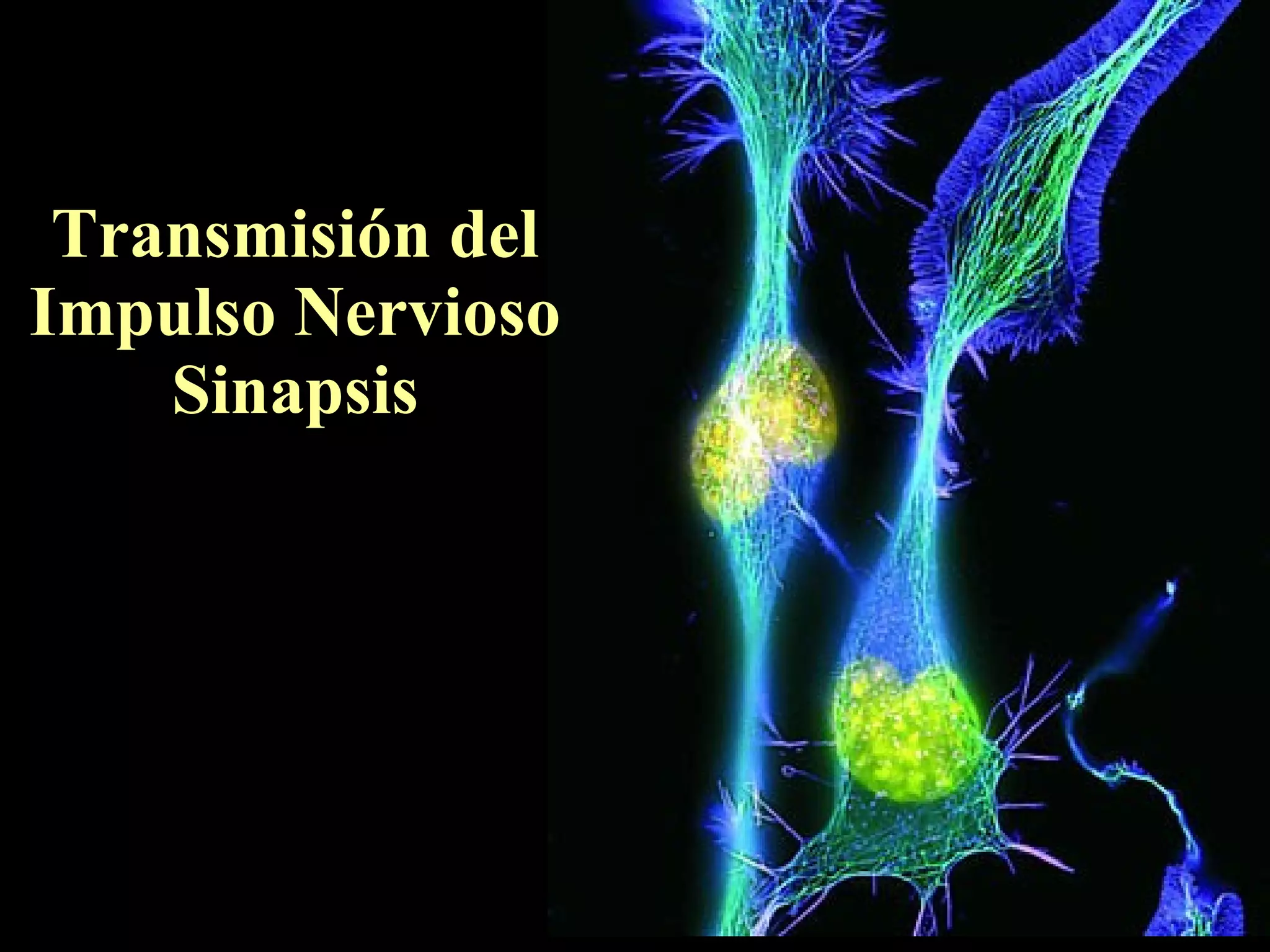 TransmisióN Del Impulso Nervioso. Sinapsis | PPT
