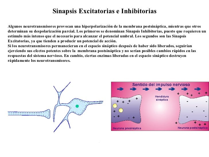 TransmisióN Del Impulso Nervioso. Sinapsis