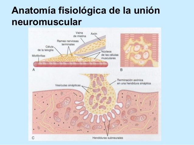 Transmisión neuromuscular