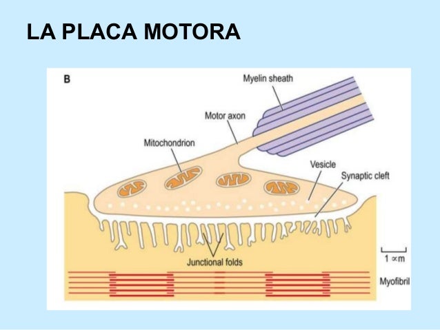 Transmisión neuromuscular