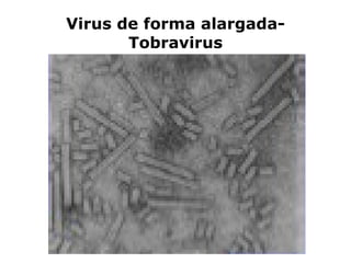 Transmision por nematodos | PPT