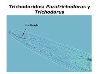 Transmision por nematodos | PPT