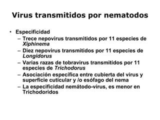 Transmision por nematodos | PPT