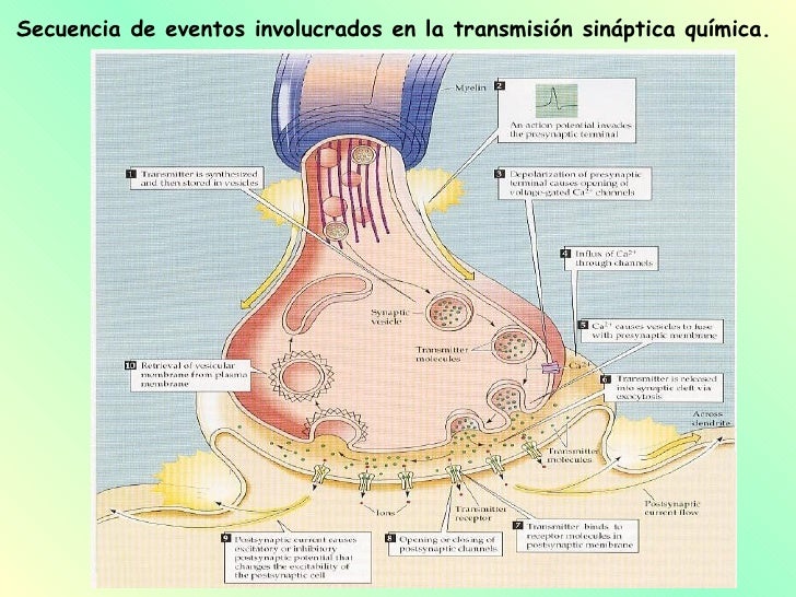 Transmision sinaptica