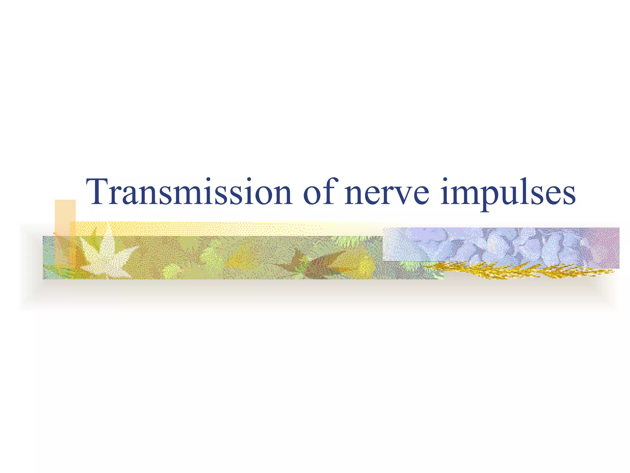 Transmission Of Nerve Impulses | PPT