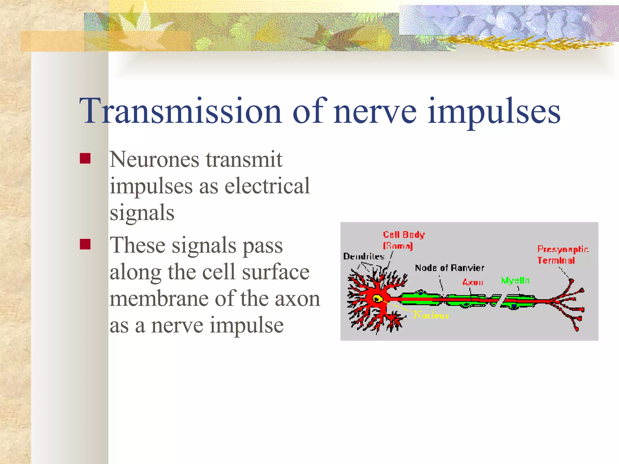 Transmission Of Nerve Impulses | PPT