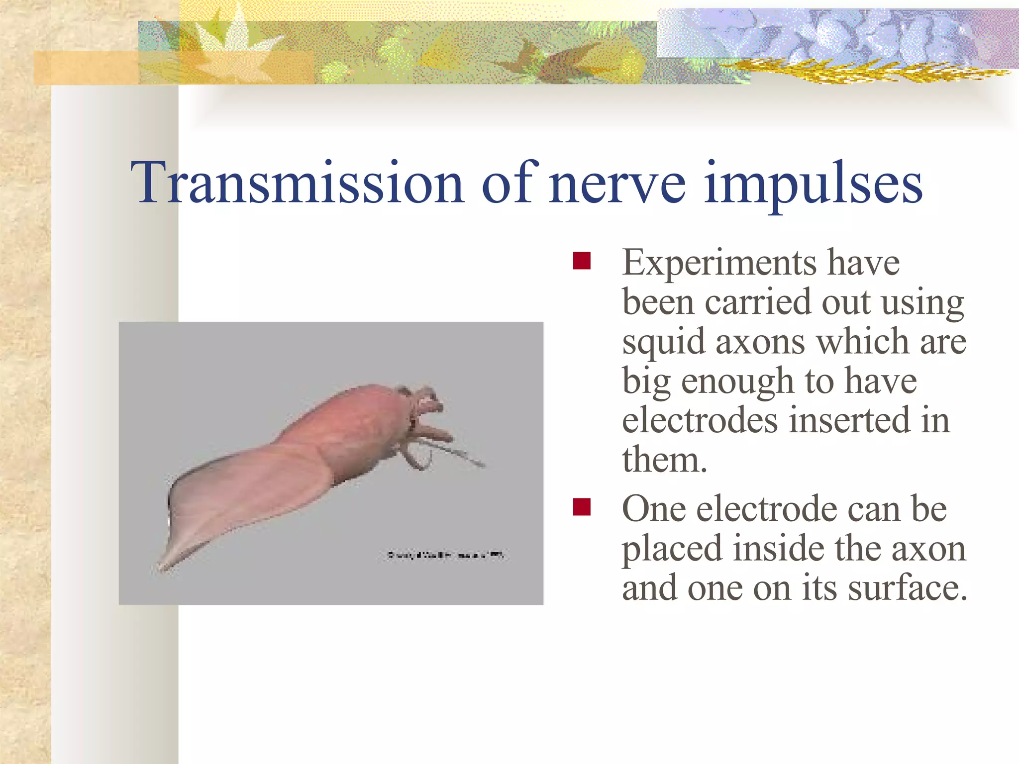 Transmission Of Nerve Impulses | PPT