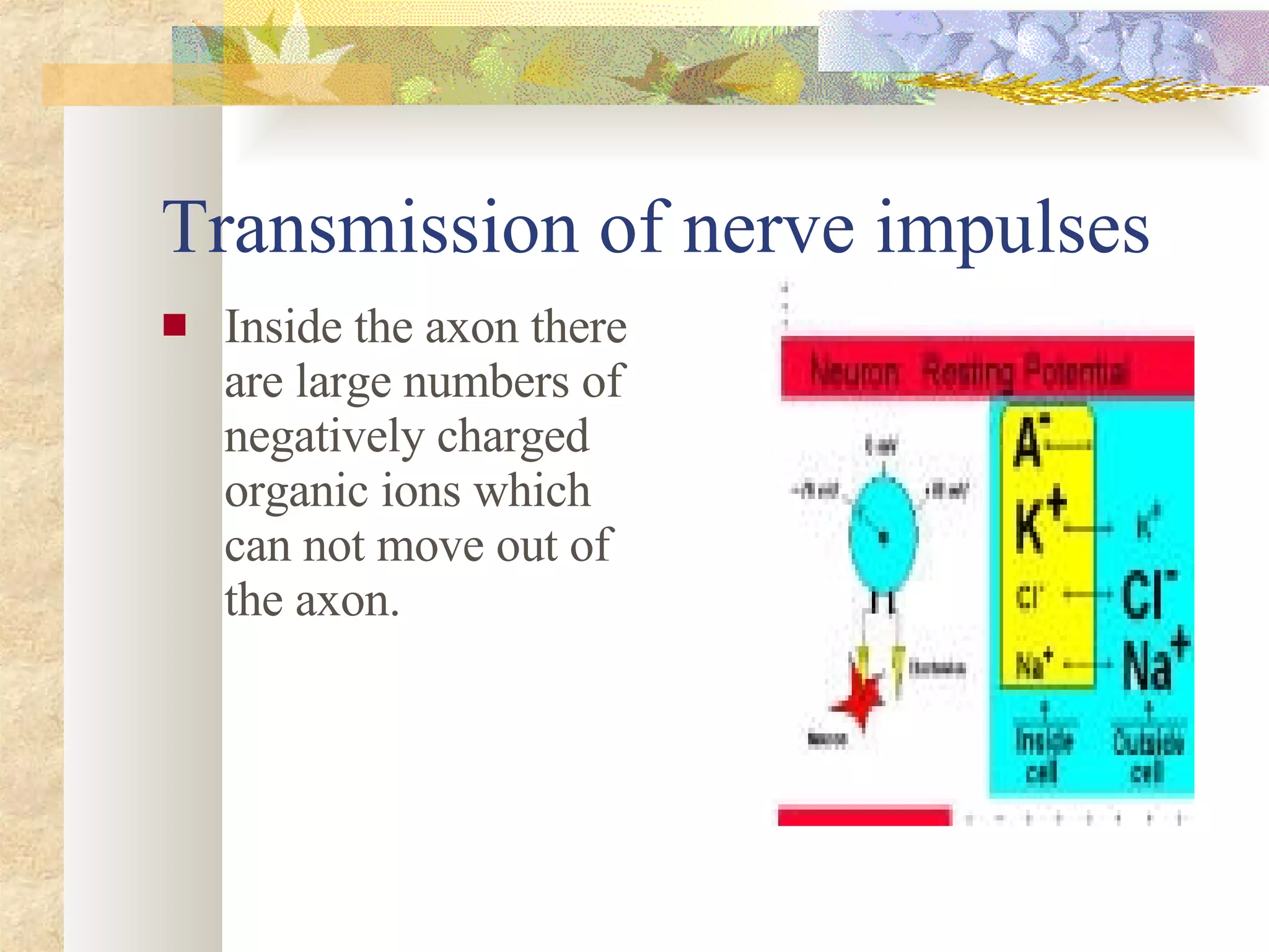 Transmission Of Nerve Impulses | PPT