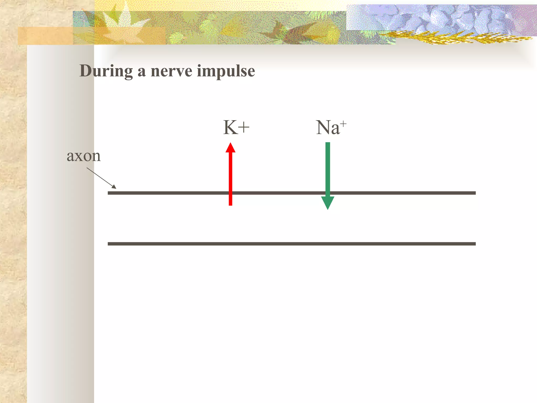Transmission Of Nerve Impulses | PPT