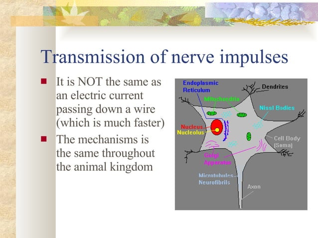 Transmission Of Nerve Impulses | PPT