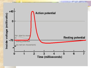 Nerve Impulse Graph