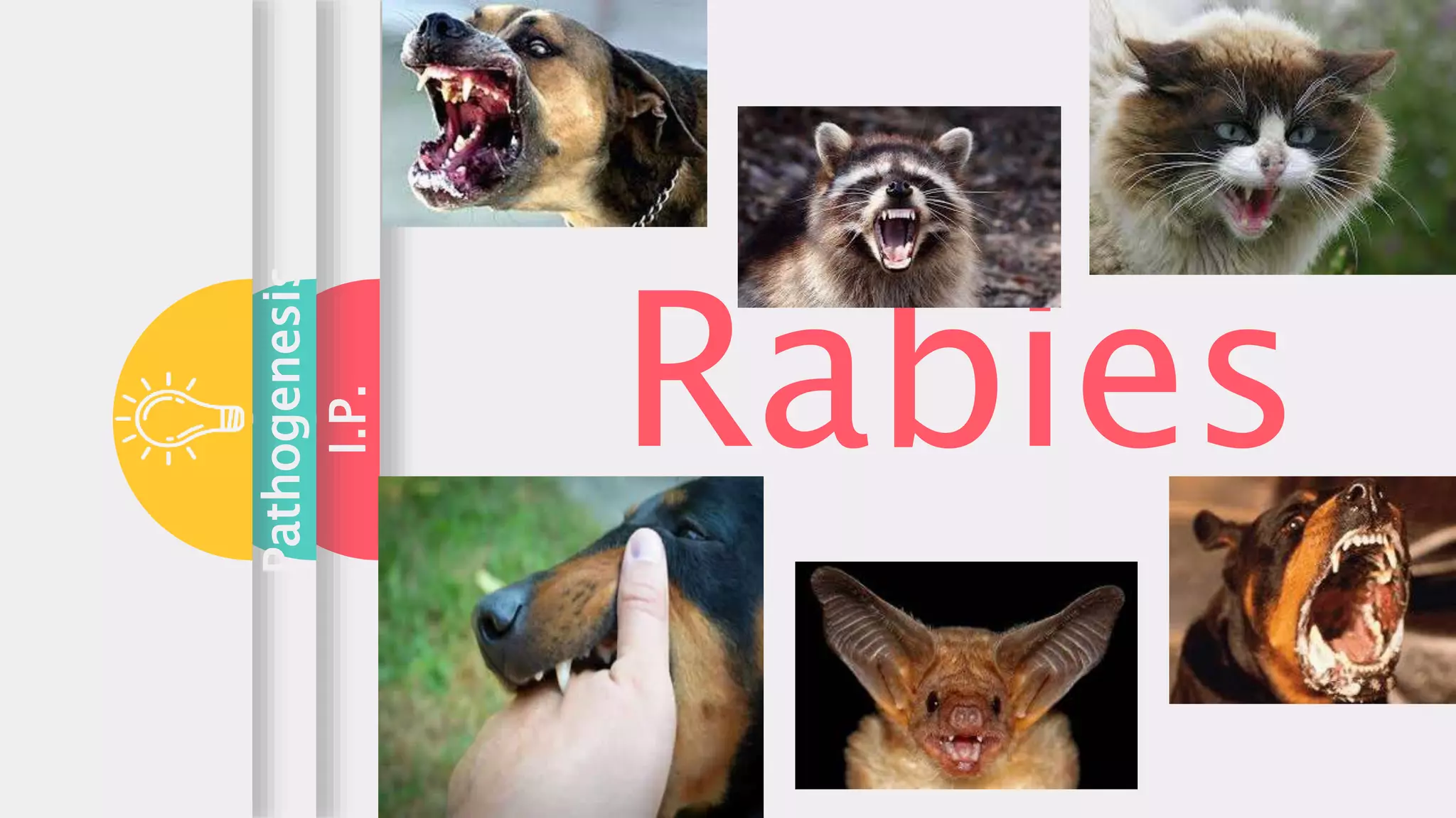 Transmission and pathogenesis of rabies | PPTX