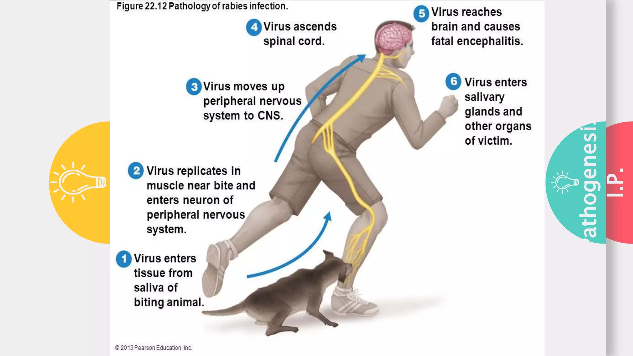 Transmission and pathogenesis of rabies | PPTX