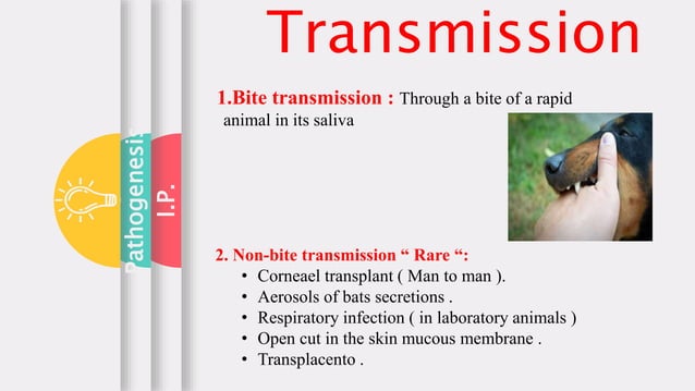 Transmission and pathogenesis of rabies | PPTX | Infectious Diseases ...