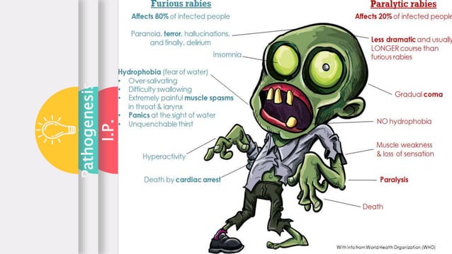 Transmission and pathogenesis of rabies | PPTX | Infectious Diseases ...