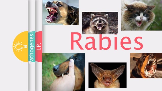 Transmission and pathogenesis of rabies | PPTX | Infectious Diseases ...