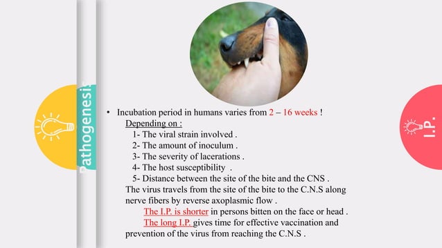 Transmission and pathogenesis of rabies | PPTX | Infectious Diseases ...