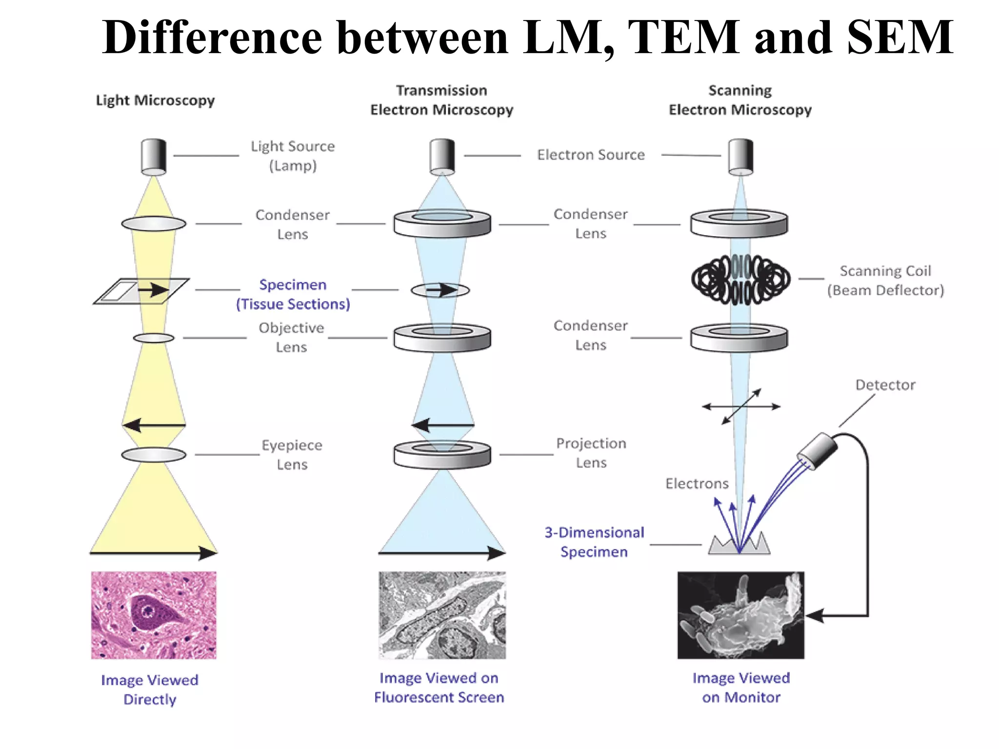 Transmission electron microscope (TEM) | PDF