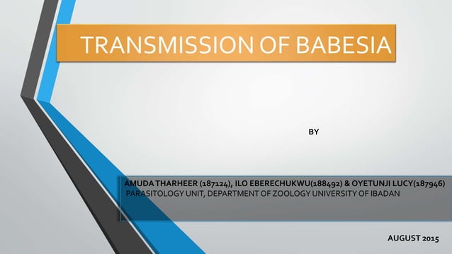 Transmission of babesia | PPT