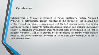 Transmission of babesia | PPTX | Biological Sciences | Science