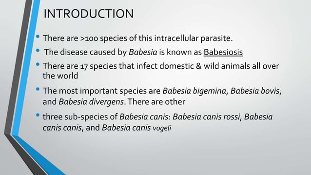 Transmission of babesia | PPT