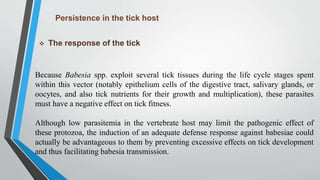 Transmission of babesia | PPTX | Biological Sciences | Science