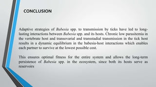 Transmission of babesia | PPTX | Biological Sciences | Science
