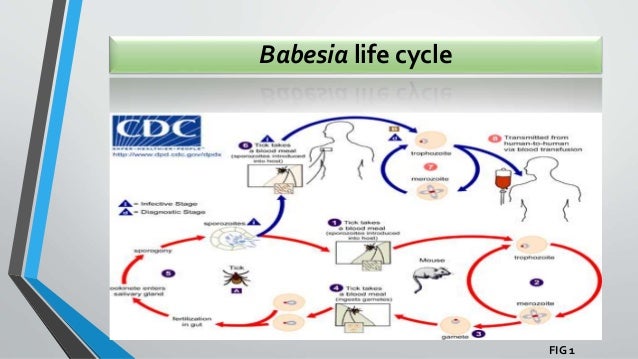 Transmission of babesia