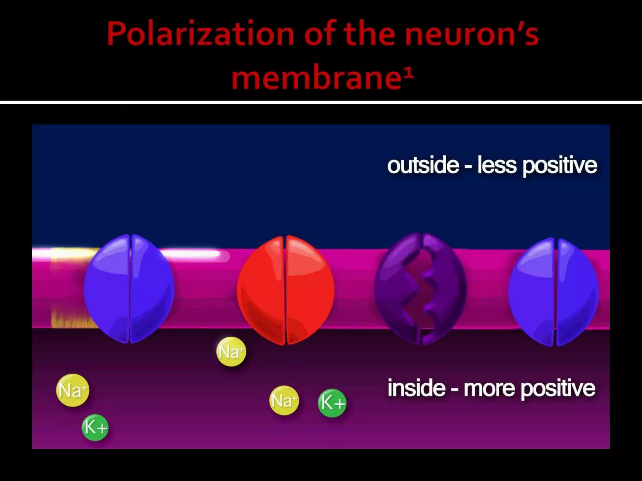 Transmission of nerve impulse | PPT