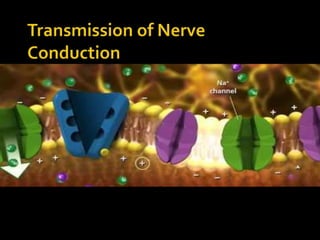Transmission of nerve impulse | PPT