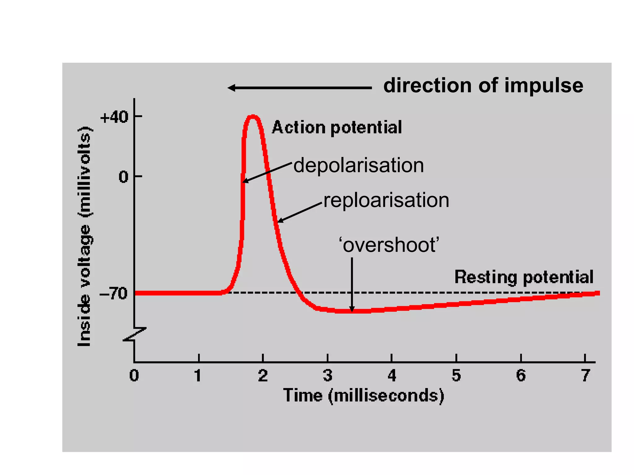 Transmission of nerve impulses | PPT