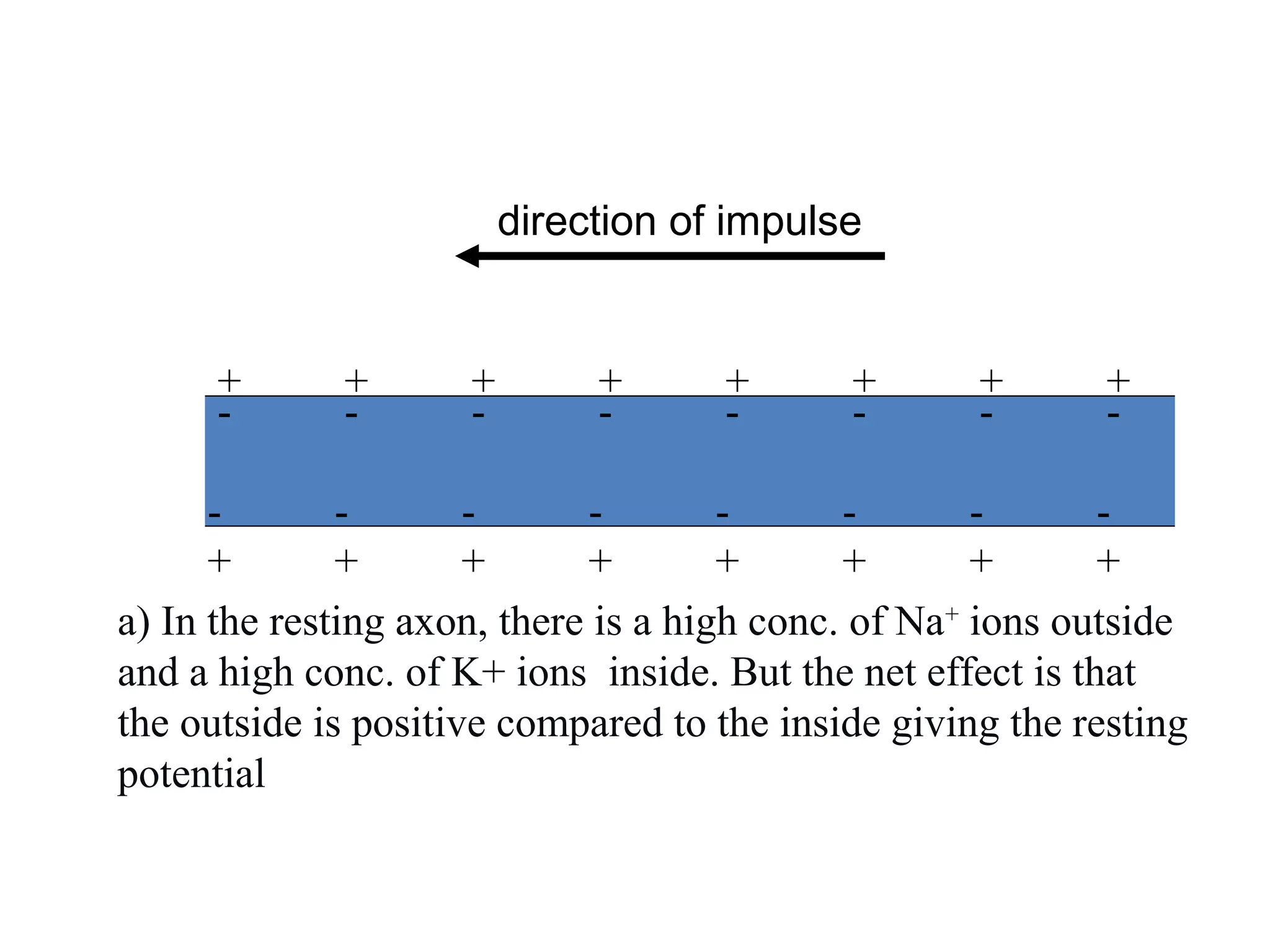 Transmission of nerve impulses | PPT