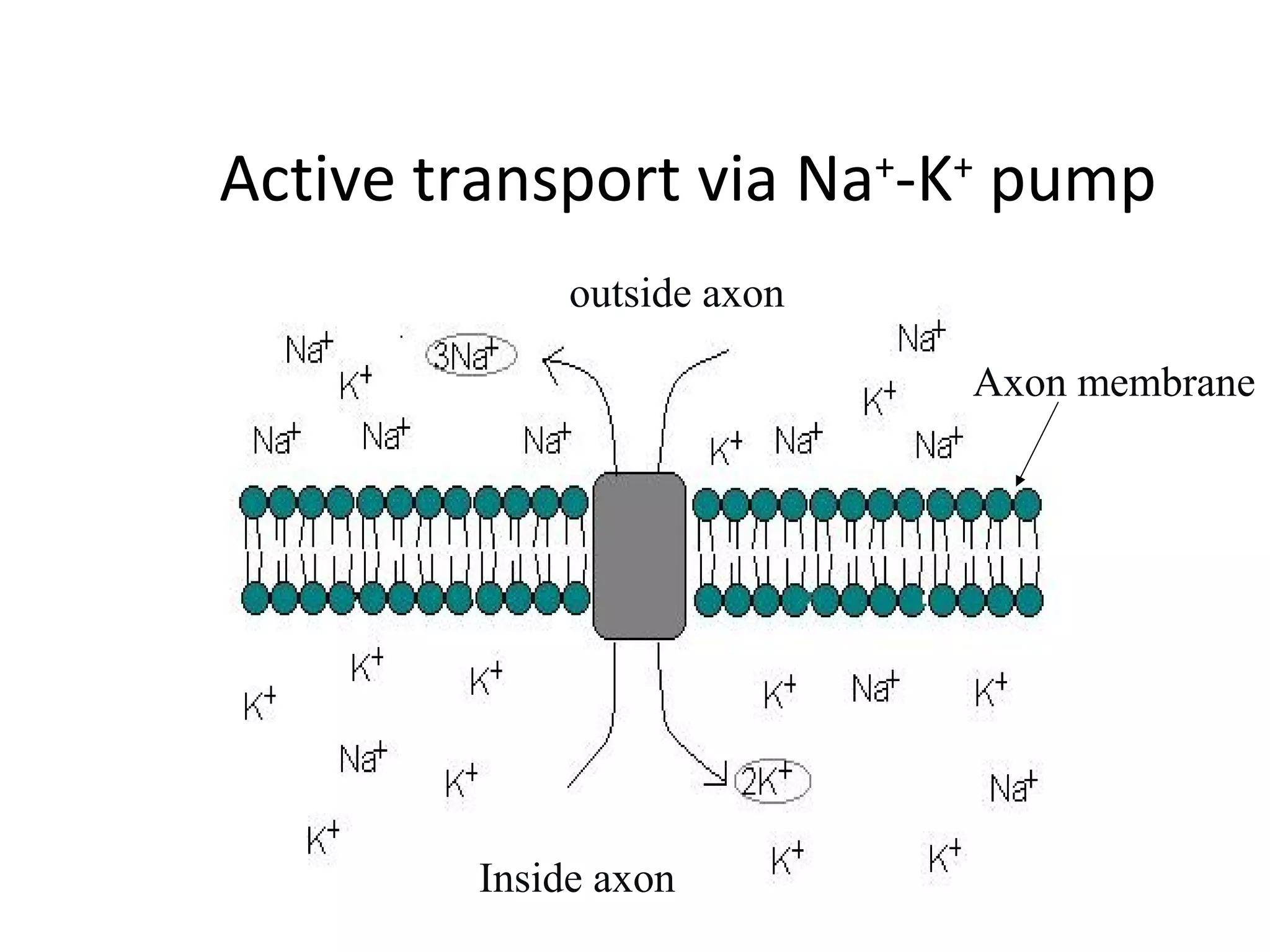 Transmission of nerve impulses | PPT