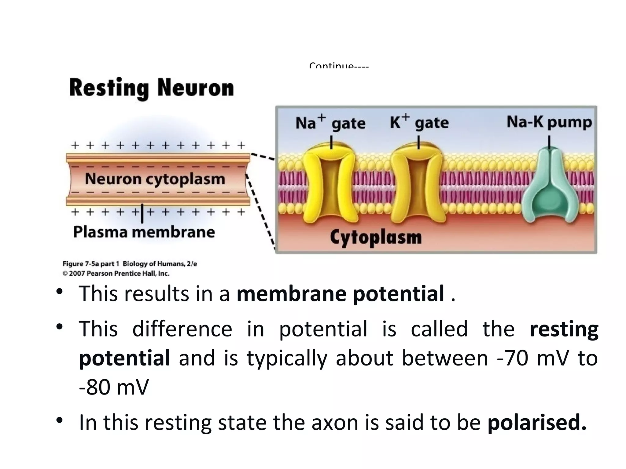 Transmission of nerve impulses | PPT