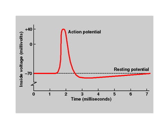 Transmission of nerve impulses | PPT
