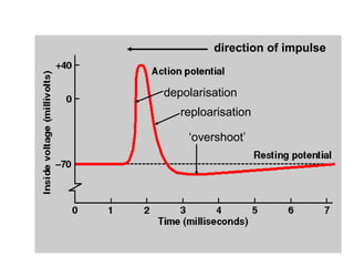 Transmission of nerve impulses | PPT