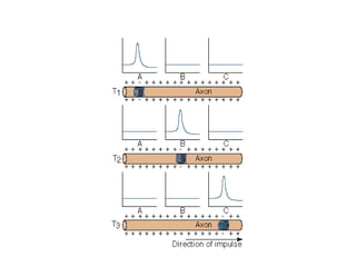 Transmission of nerve impulses | PPT