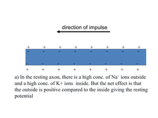 Transmission of nerve impulses | PPT