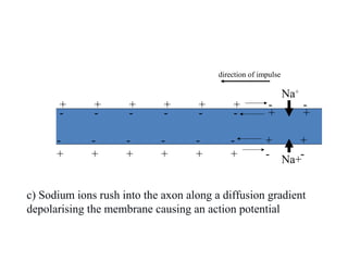 Transmission of nerve impulses | PPT
