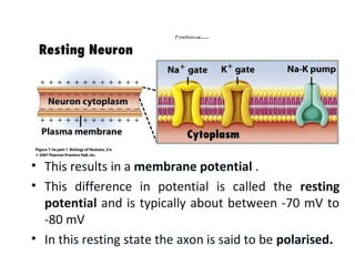 Transmission of nerve impulses | PPT