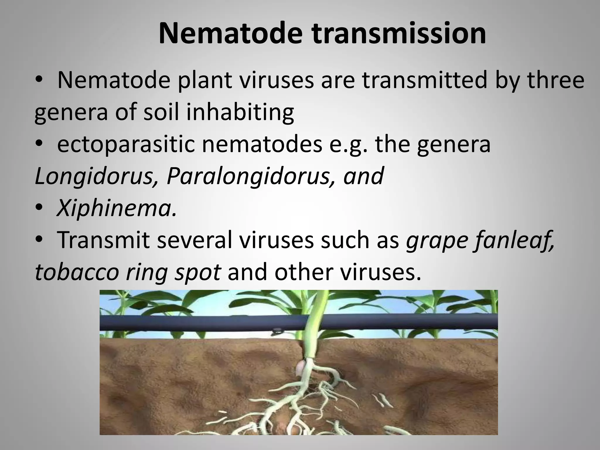 Transmission of plant viruses | PPTX